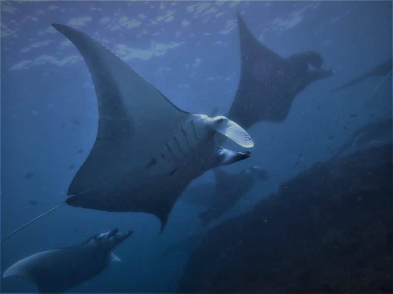 Pari Manta di Nusa Penida, Bali - Nusa Penida