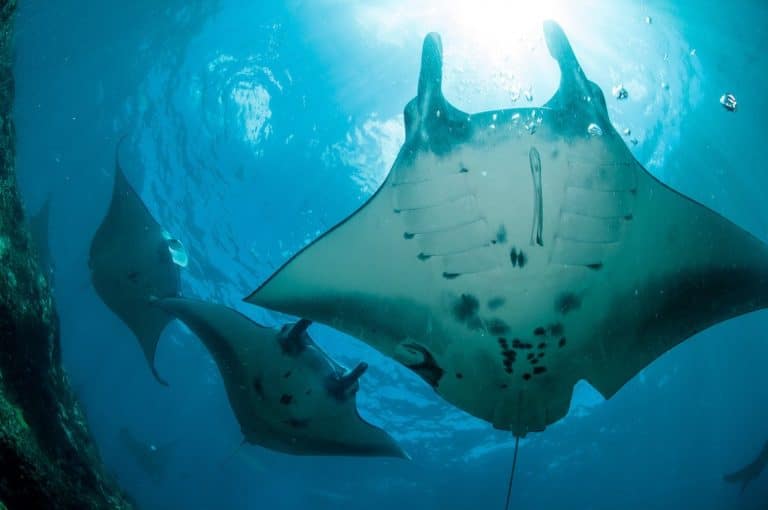 Diving Manta Point, Nusa Penida