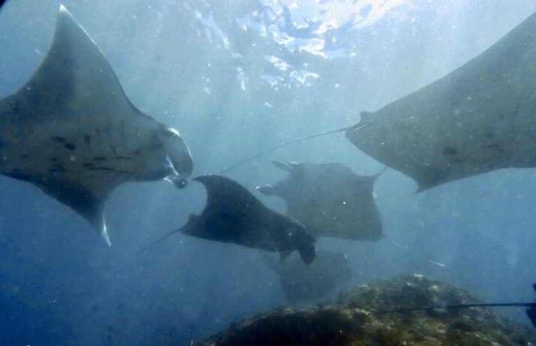 Pari Manta di Nusa Penida, Bali - Nusa Penida