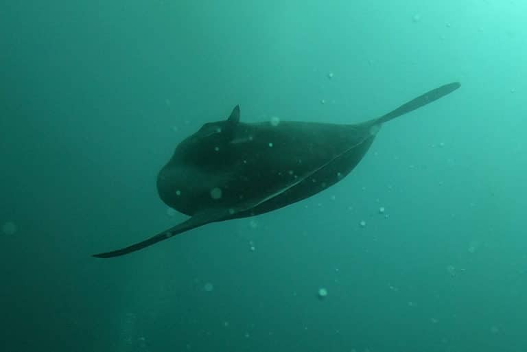 The Fascinating Mola Mola: A Guide to Nusa Penida's Ocean Sunfish ...