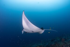 Diving Manta Point, Nusa Penida