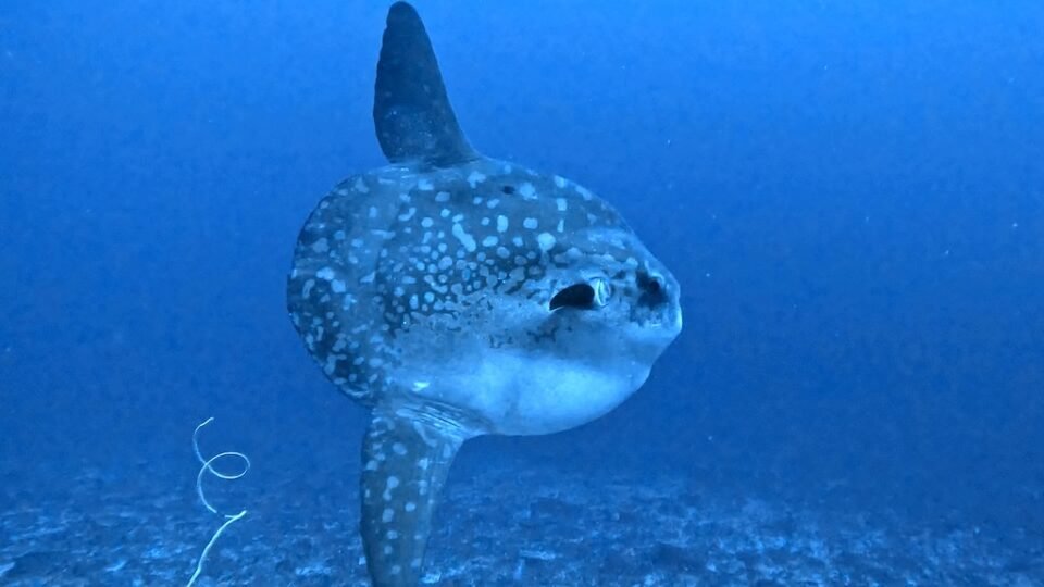 Mola Mola Bali (2026) – Season, Diving in Nusa Penida & Best Spots