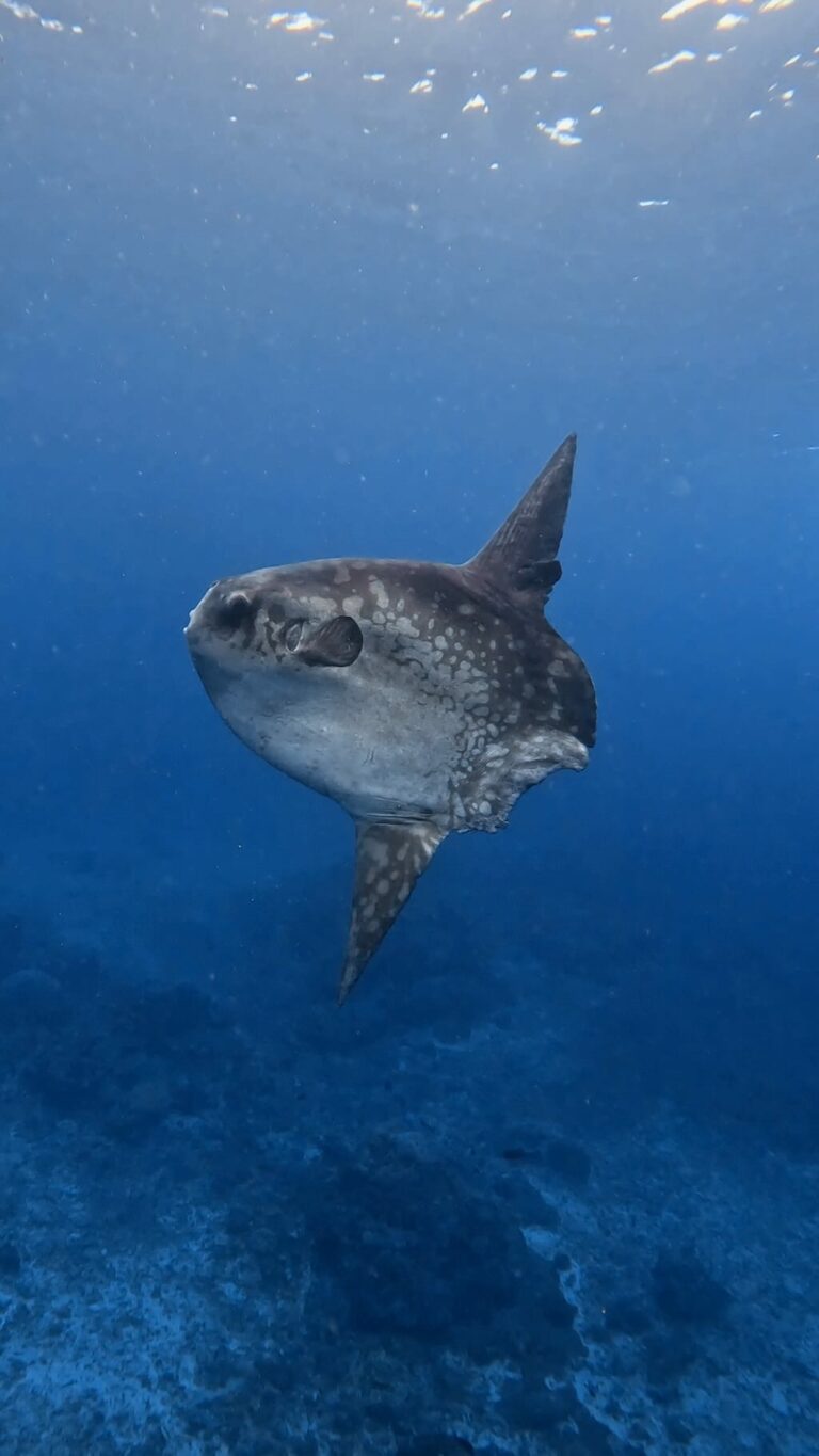Mola Mola (Ocean Sunfish) – Best Season & Diving Guide 2025